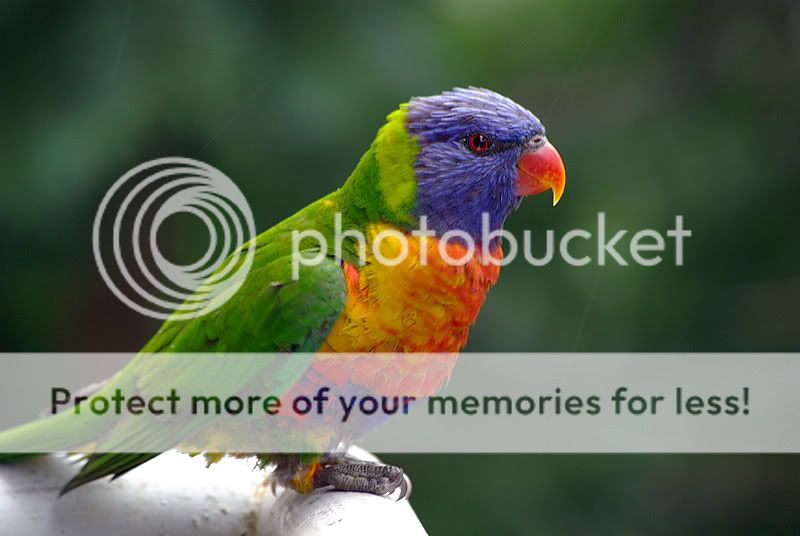 Rainbow Lorikeets [5 imgs] - PentaxForums.com